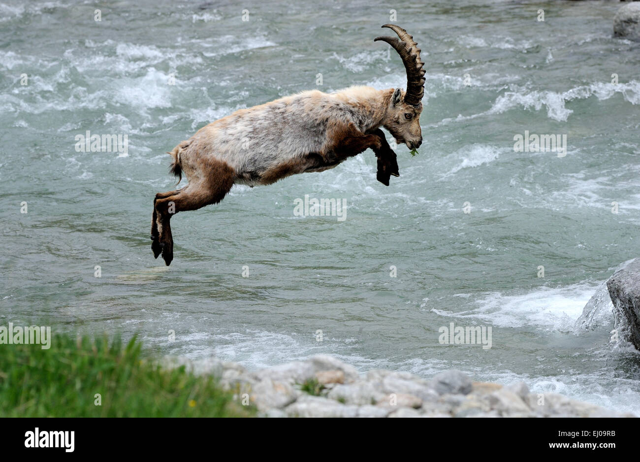 Capricorn, Ibex, animal, Germany, Europe, mountain nanny goat, cloven ...