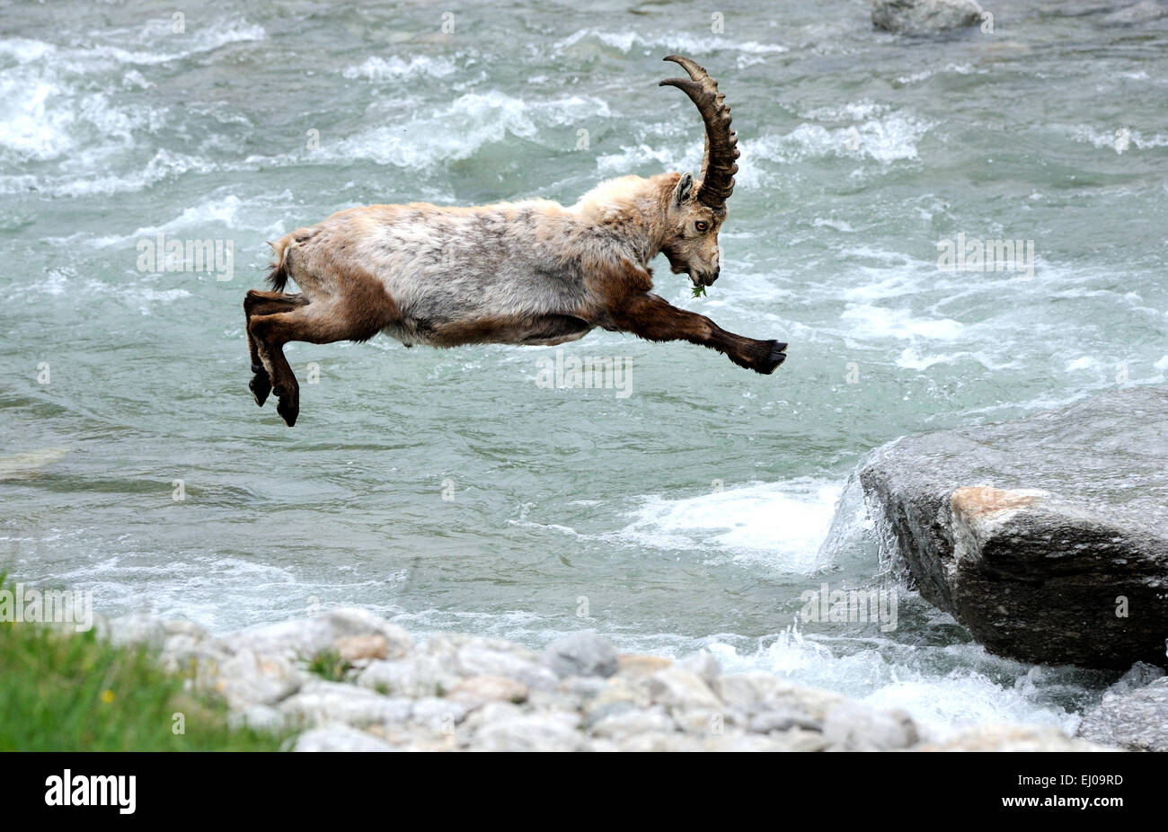 Capricorn, Ibex, animal, Germany, Europe, mountain nanny goat, cloven ...