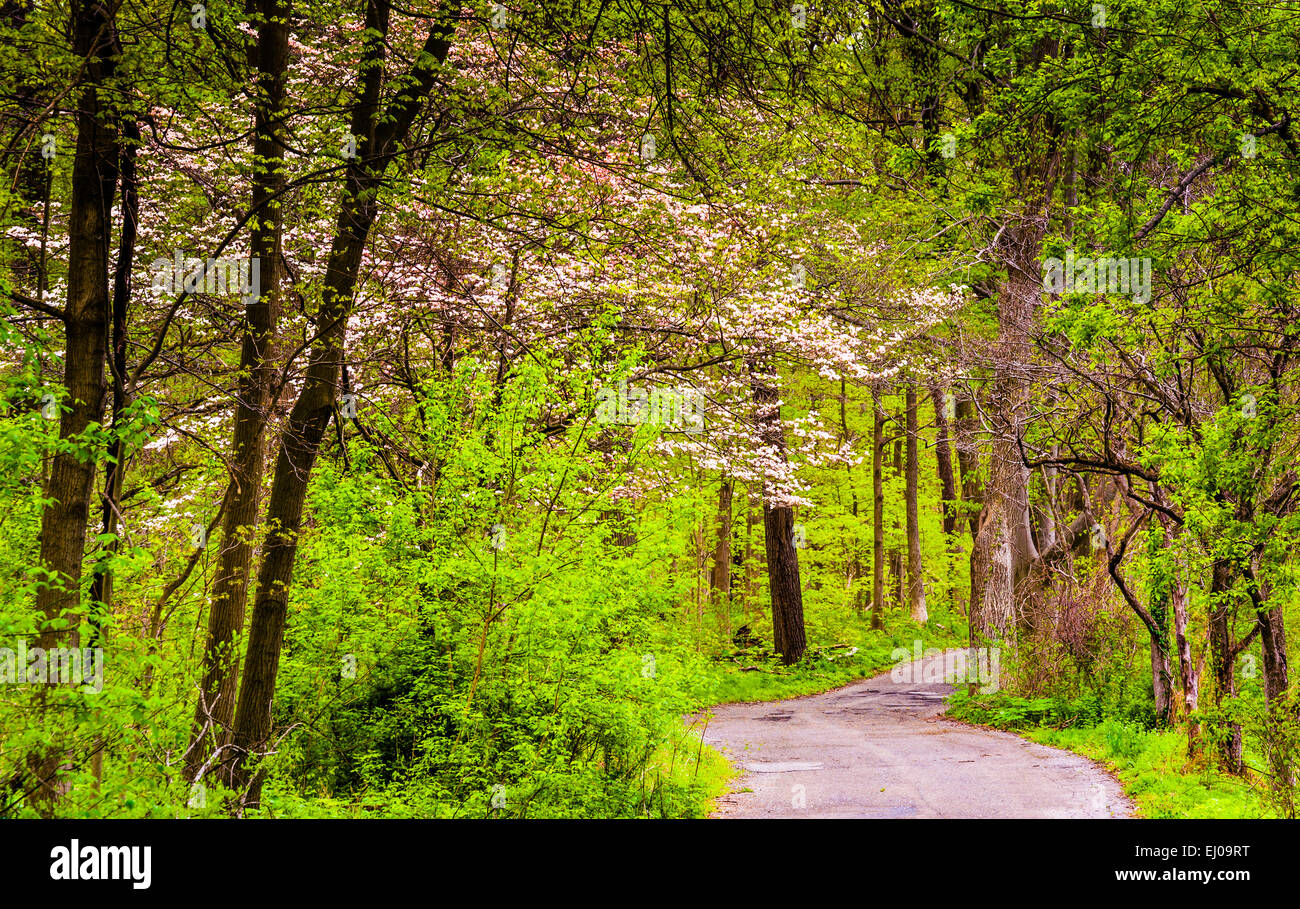 Spring color along a road through a forest in Lancaster County Central ...