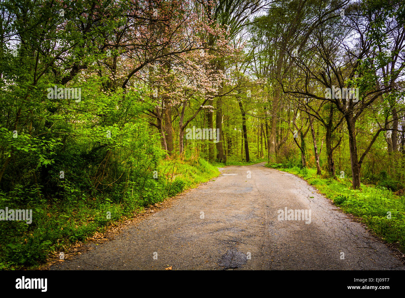 Spring color along a road through a forest in Lancaster County Central ...