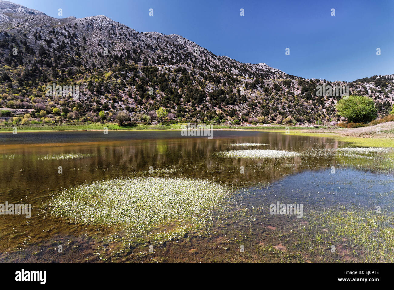 Spring, Greece, Europe, crowfoot, plateau, island, isle, Crete, Lefka ...