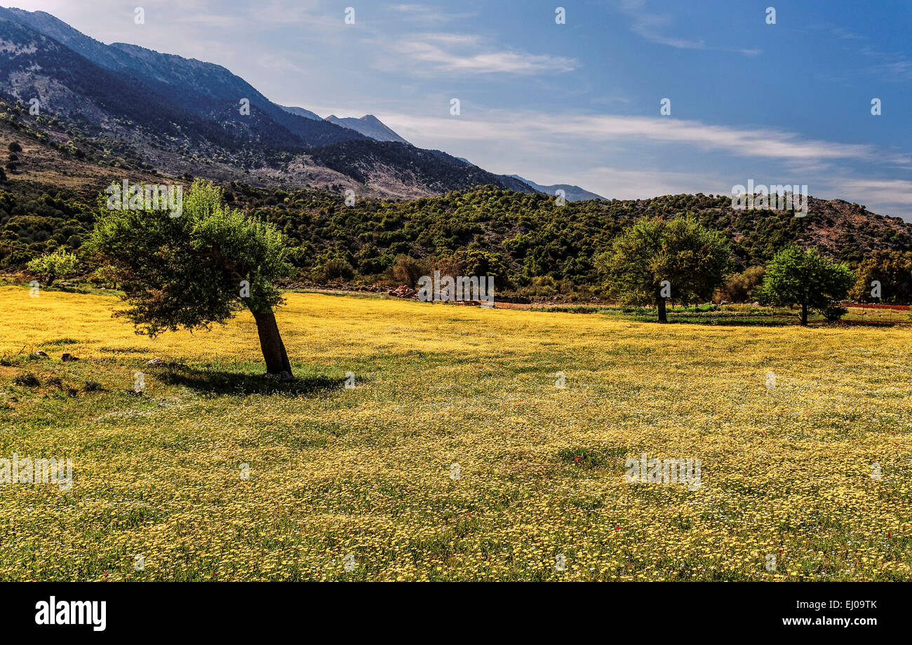 Flower sea, flower meadow, chrysanthemum segetum, spring, Yellow ...