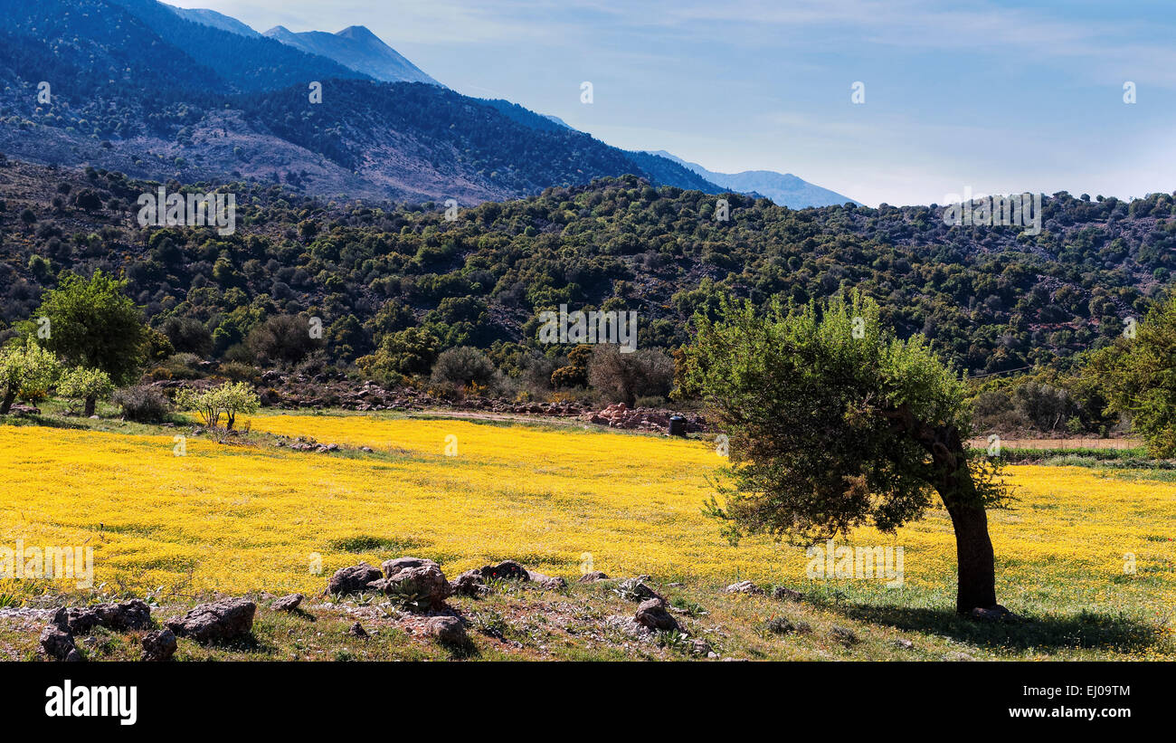 Flower sea, flower meadow, chrysanthemum segetum, spring, Yellow ...