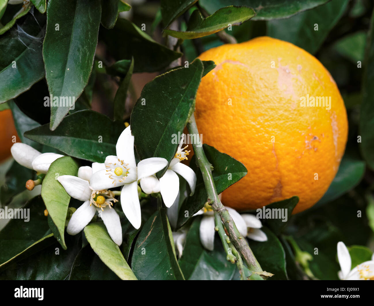 Blossom, Flourish, Botanical park of Crete, botanical garden, Citrus ...
