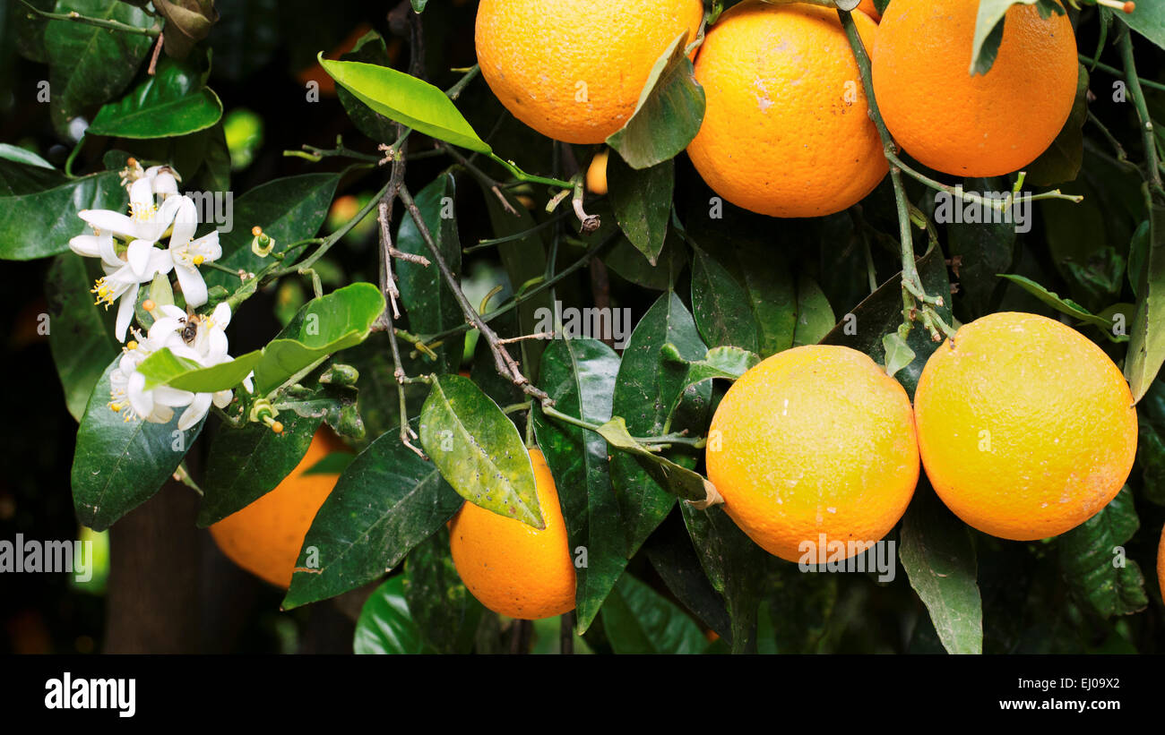 Blossom, Flourish, Botanical park of Crete, botanical garden, Citrus ...