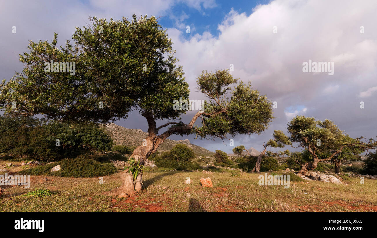 Akrotiri, tree, Chania, Greece, Europe, peninsula, Crete, olive tree ...