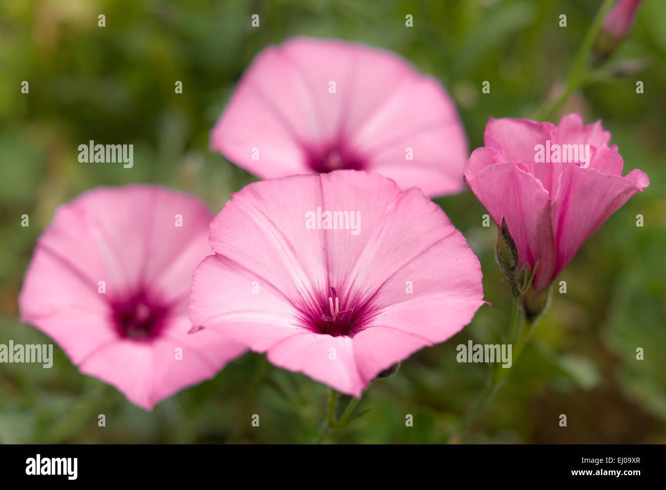 Angiospermae, flower, blossom, flourish, plant, botany, Convolvulaceae ...