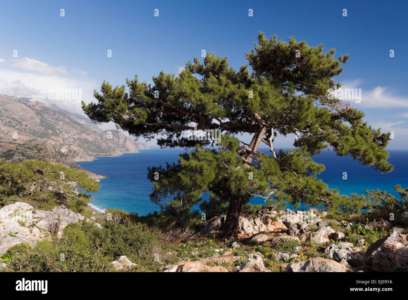 Coastal pine tree hi-res stock photography and images - Alamy