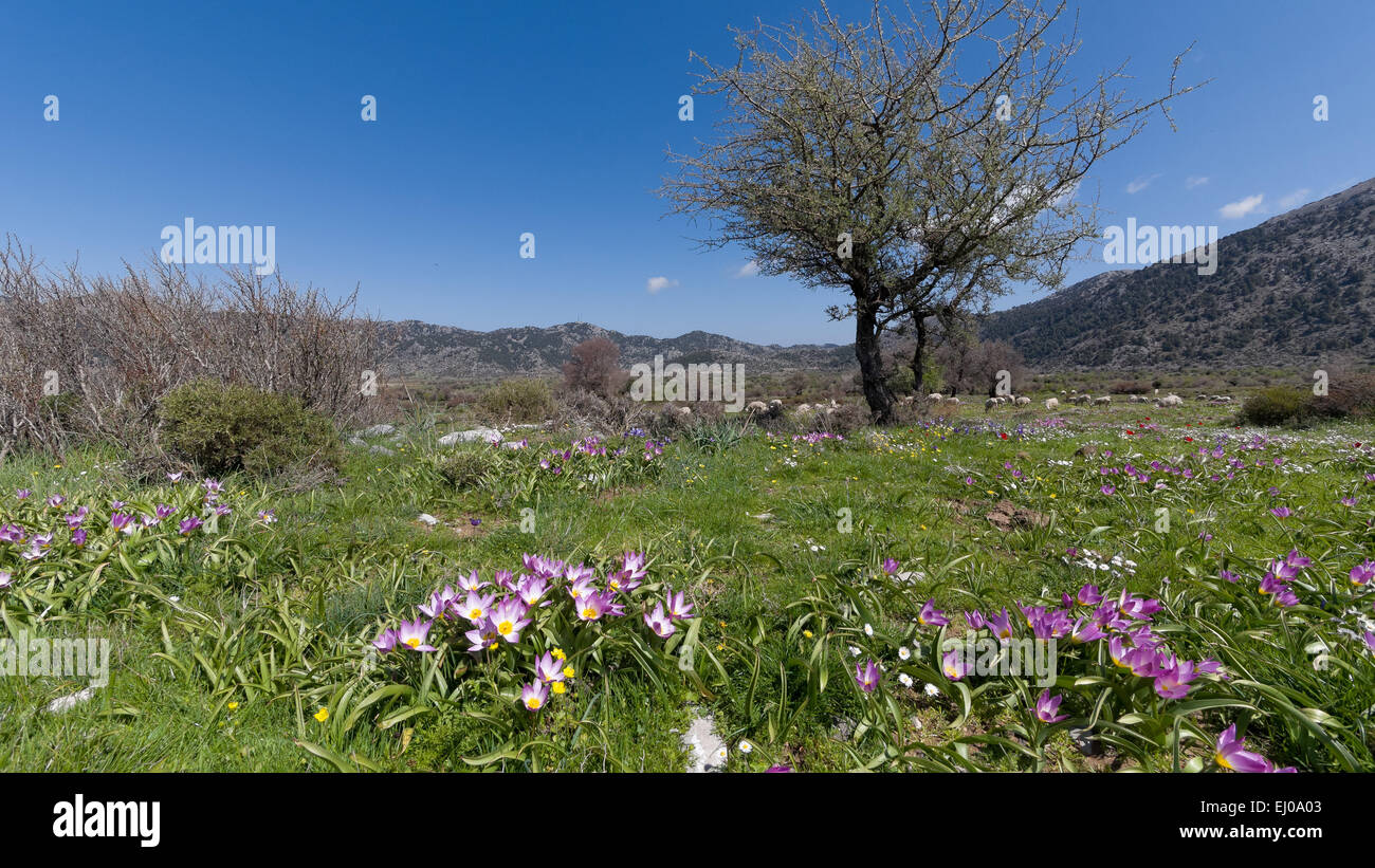 Baker's tulip, tree, flora, spring, spring flora, Greece, Europe ...