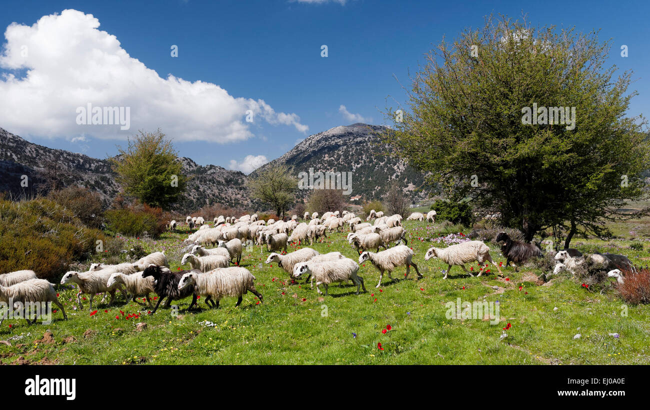 Crete greece landscape mountains hi-res stock photography and images ...