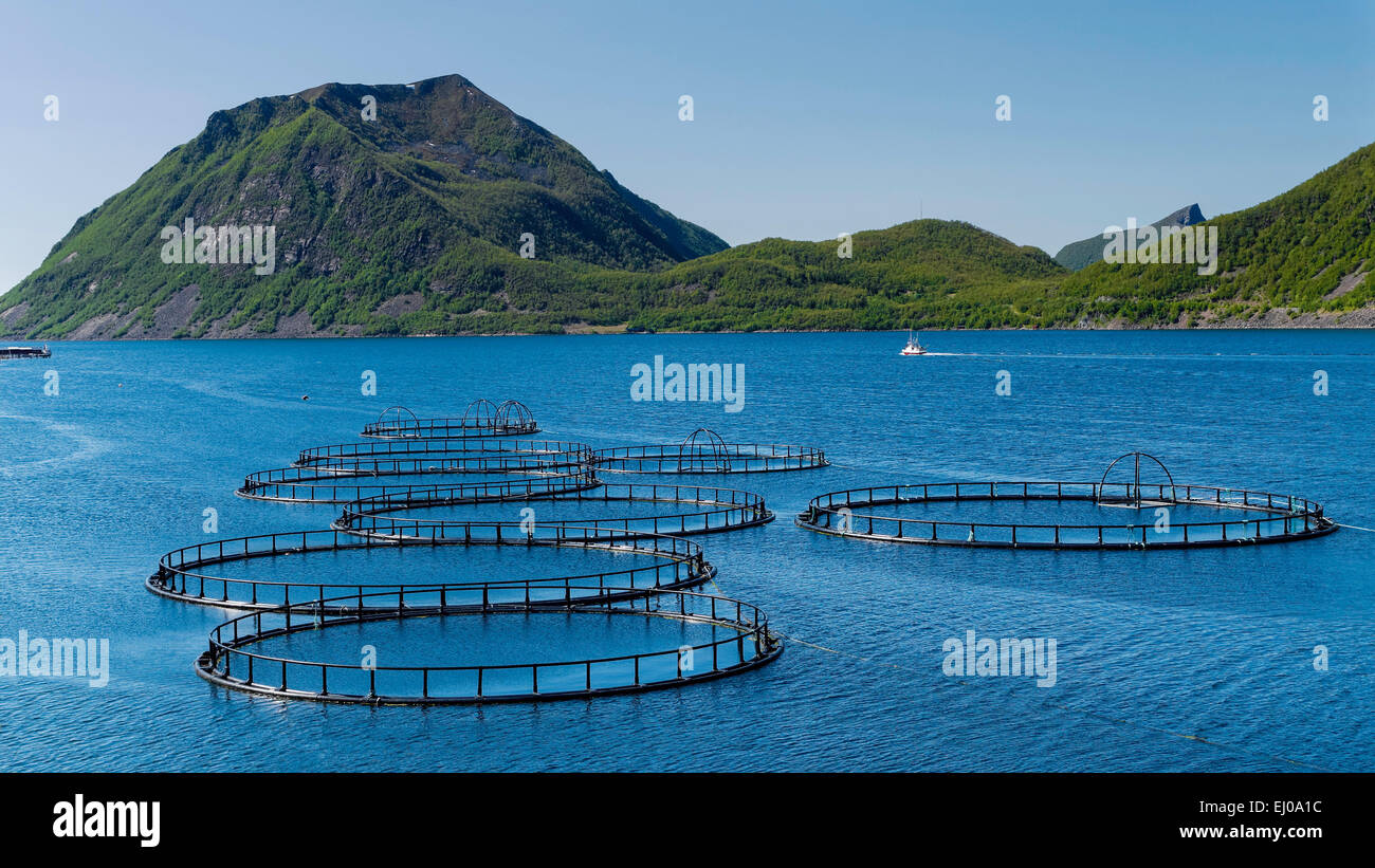 Fish, pisciculture, fjord, mountains, coast, costal, range, salmon ...