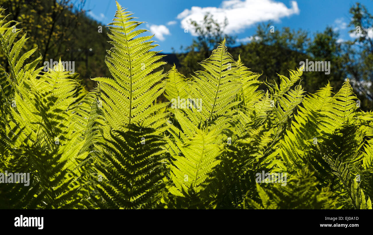 Dryopteris, fern, fern frond, flora, Norway, Europe, Pteridophyta ...