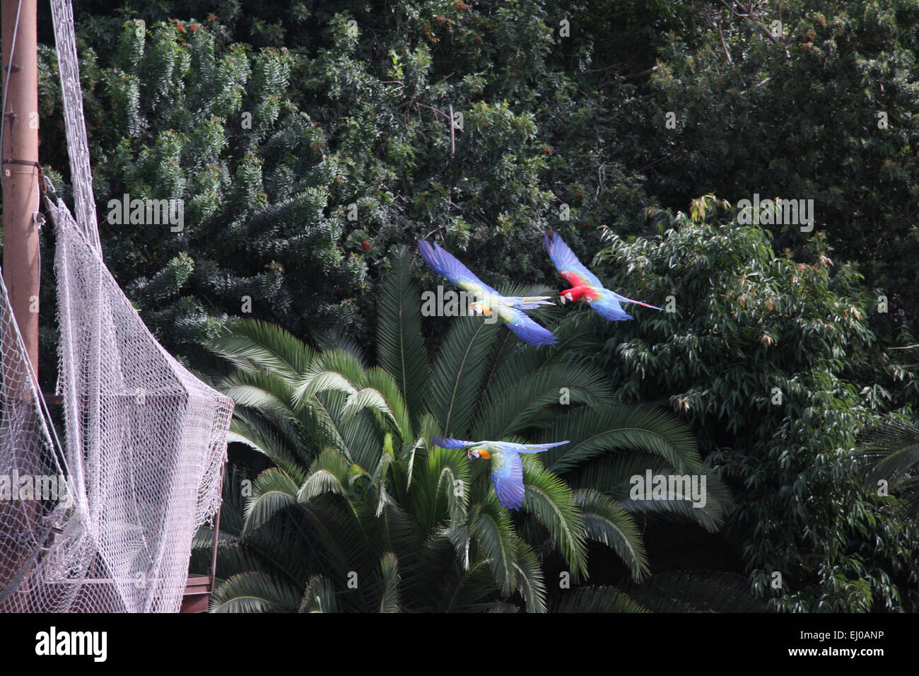 Spain birds of europe hi-res stock photography and images - Alamy