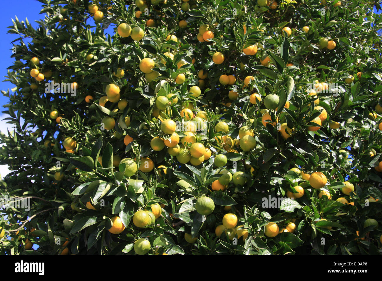 Spain, Europe, Tenerife, Canary islands, orange tree, oranges, fruits ...