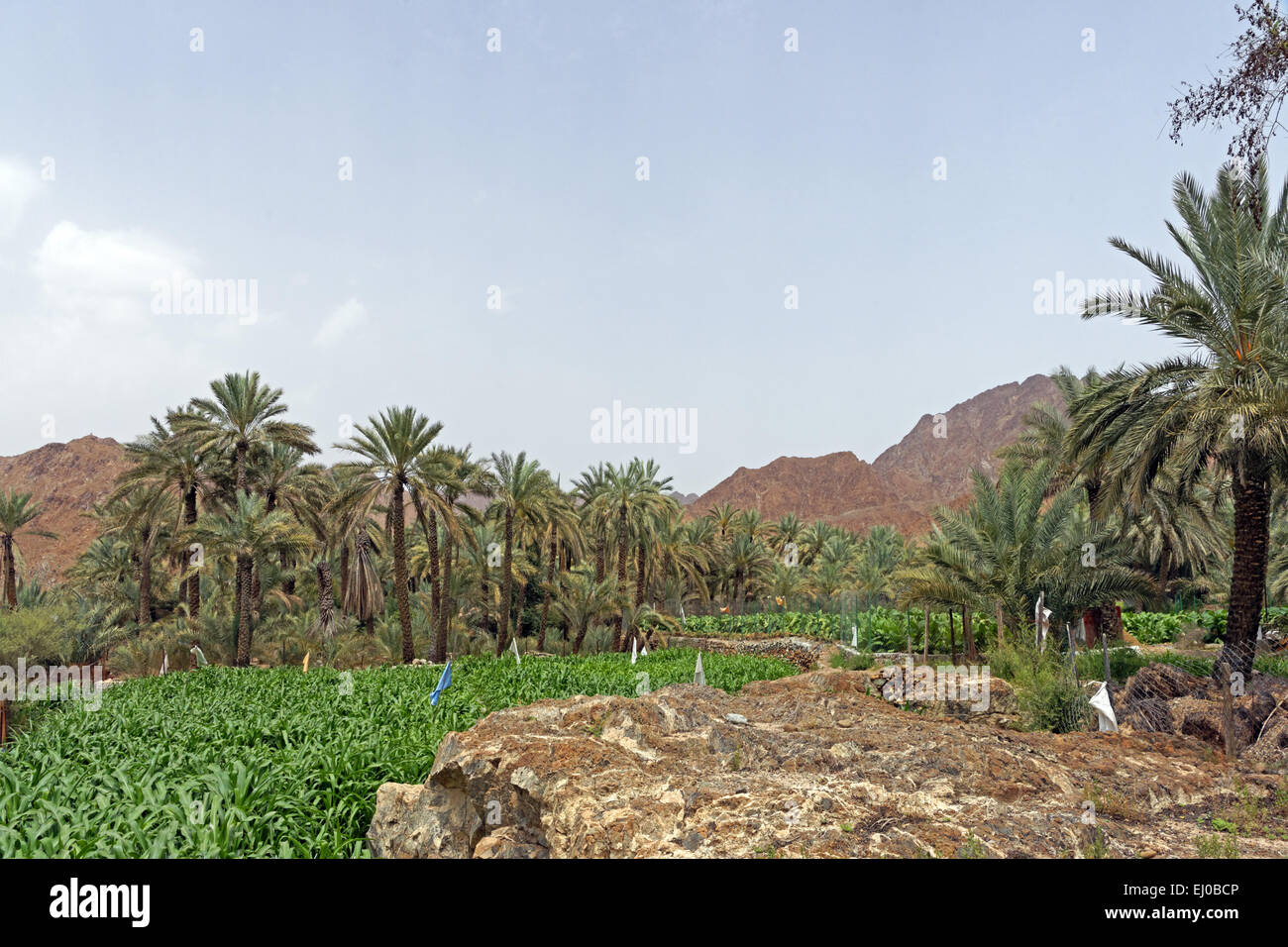 Middle East, Near East, United Arab Emirates, UAE, Sharjah, Bithnah ...