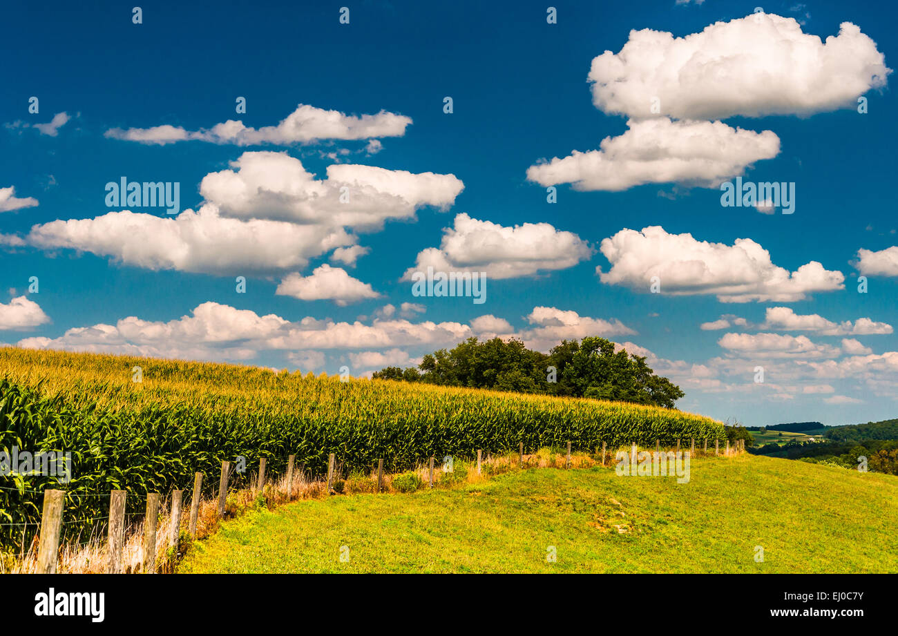Summer clouds over corn field and fence in rural York County ...