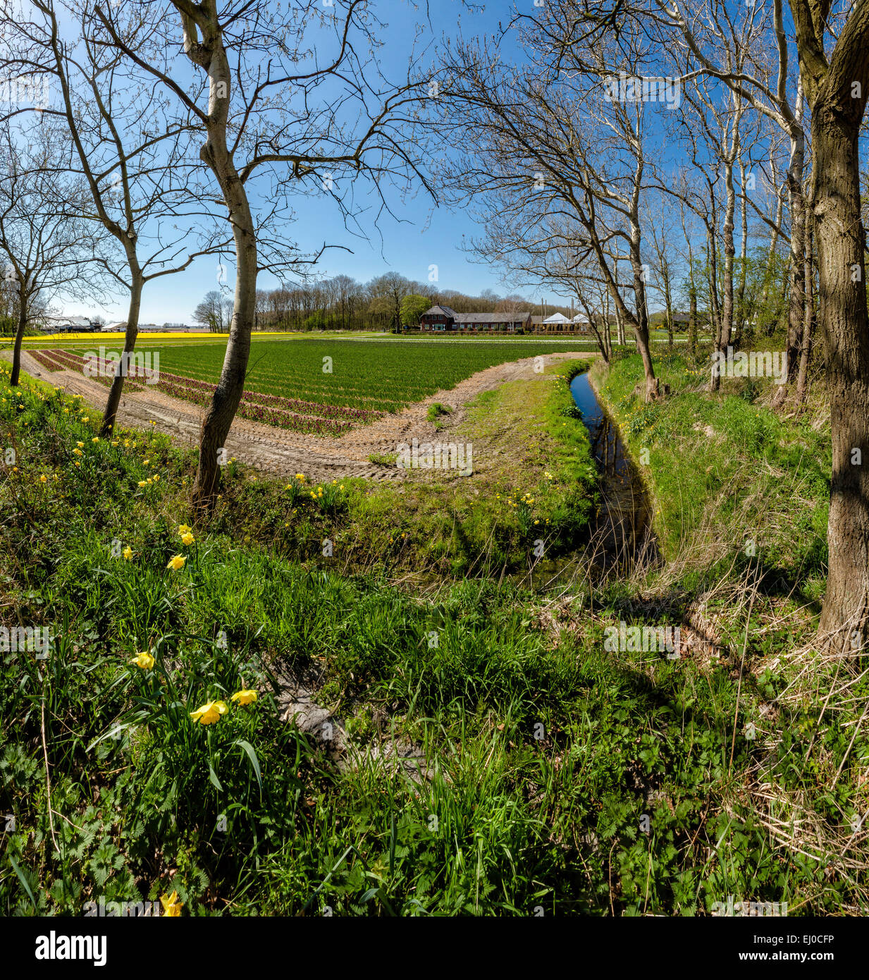 Lisse, Netherlands, Holland, Europe, farm, field, meadow, trees, spring ...