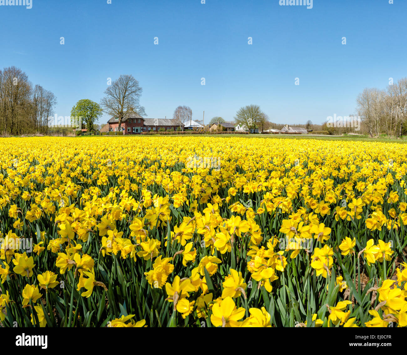 Lisse flowers hi-res stock photography and images - Alamy