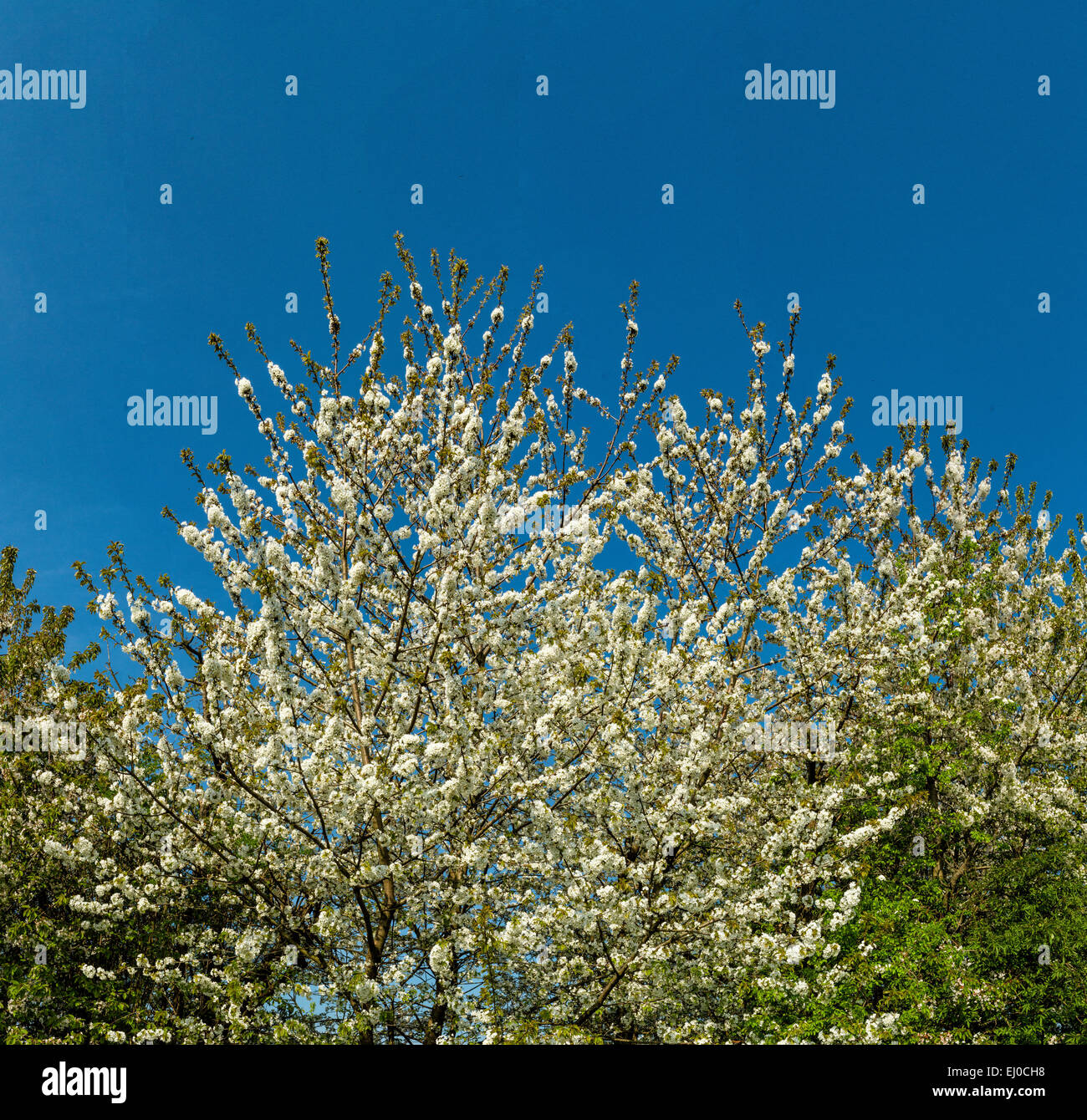 Beesd, Netherlands, Holland, Europe, landscape, flowers, trees, spring ...