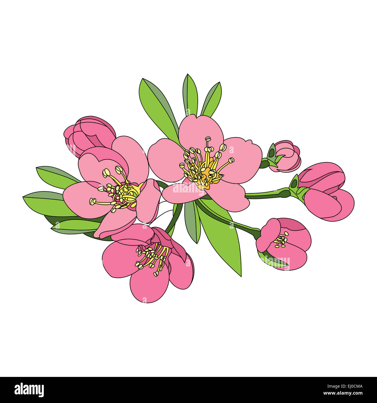 Blooming peach fruit tree Cut Out Stock Images & Pictures - Alamy