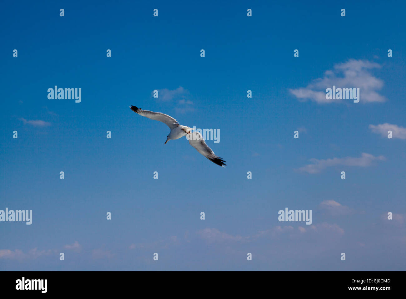 A seagull flying near Athens, Greece Stock Photo - Alamy