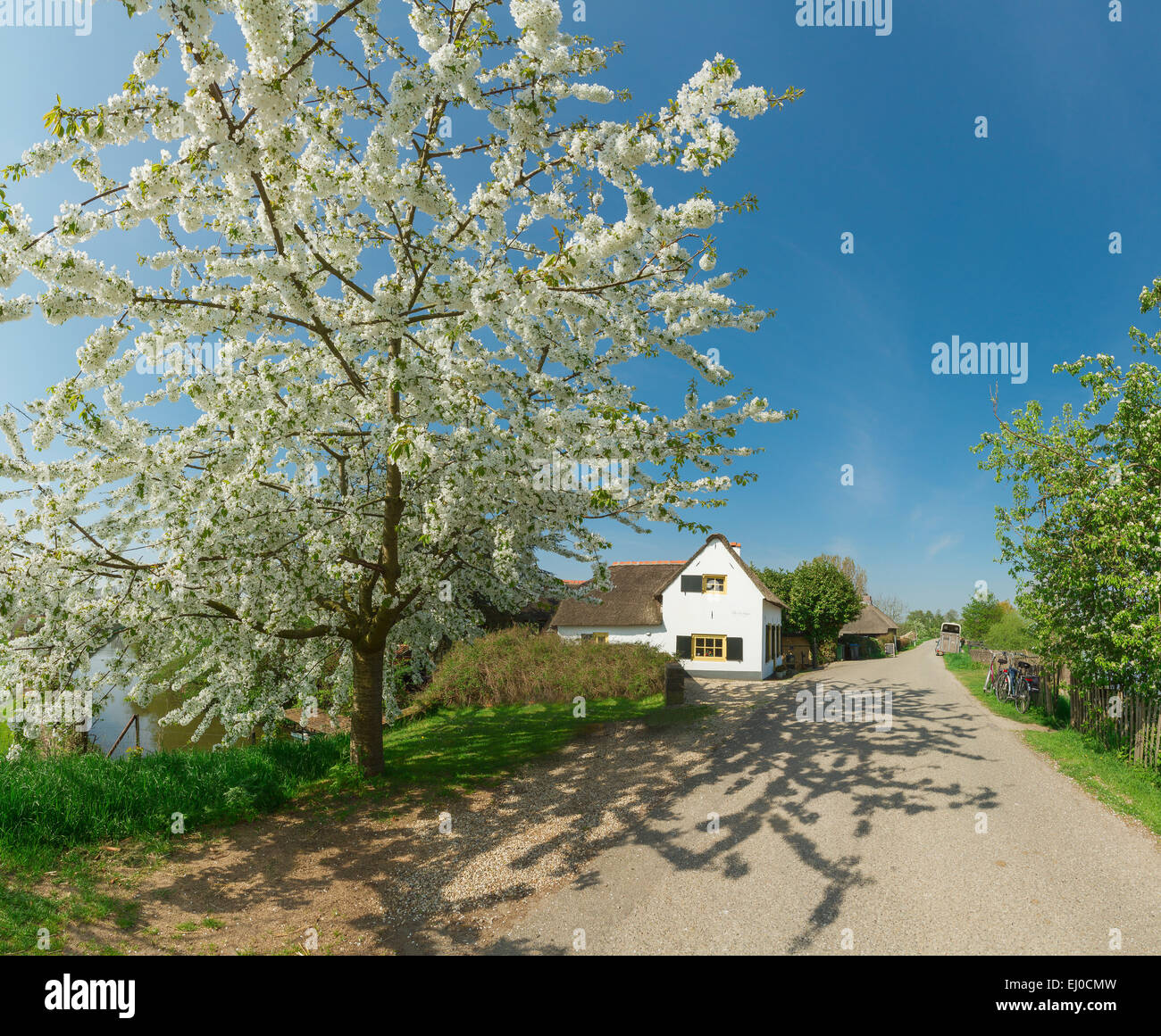 Beesd, Netherlands, Holland, Europe, house, flowers, trees, spring ...