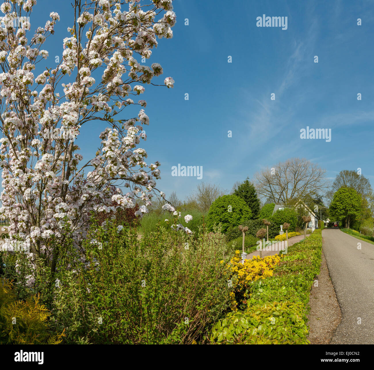 Rumpt, Netherlands, Holland, Europe, landscape, flowers, trees, spring ...