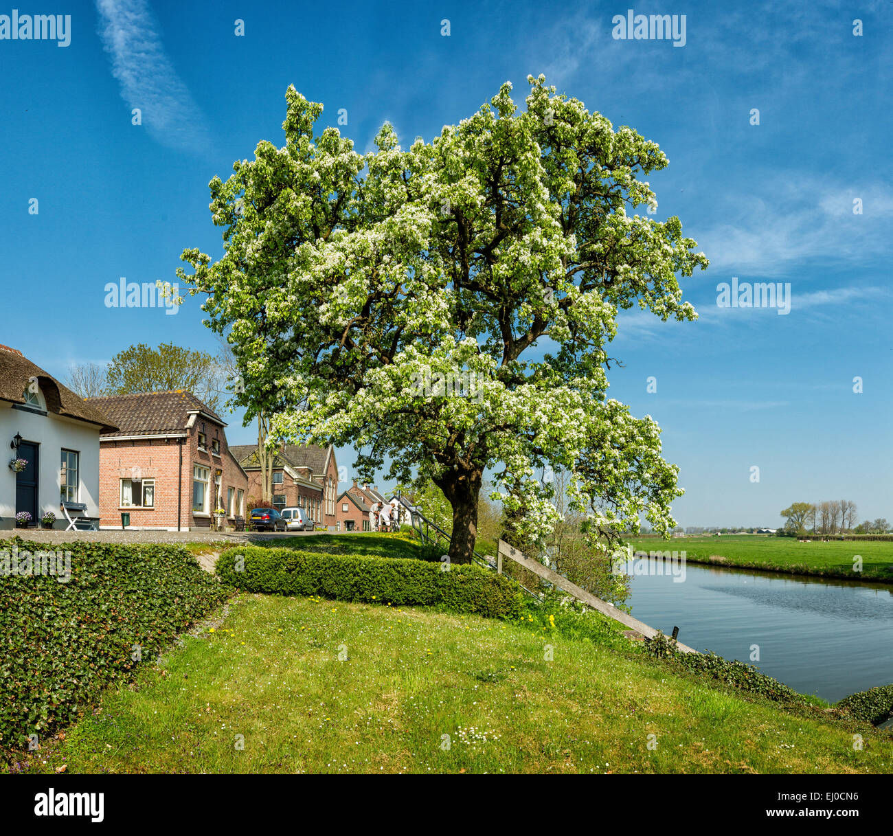Rumpt, Netherlands, Holland, Europe, landscape, flowers, trees, spring ...
