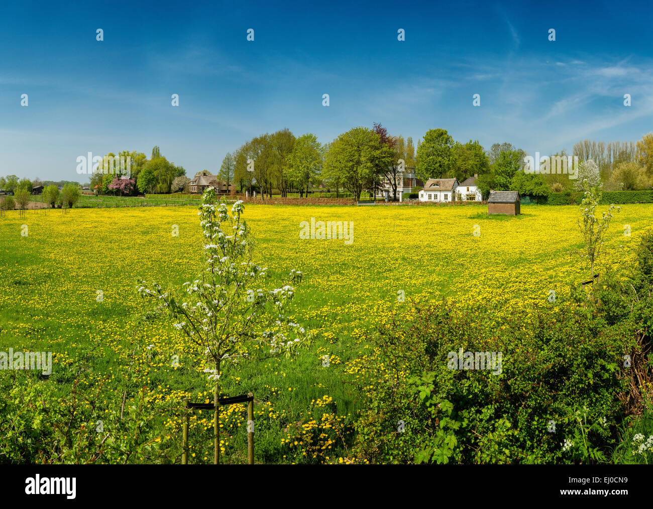 Rumpt, Netherlands, Holland, Europe, landscape, field, meadow, flowers ...