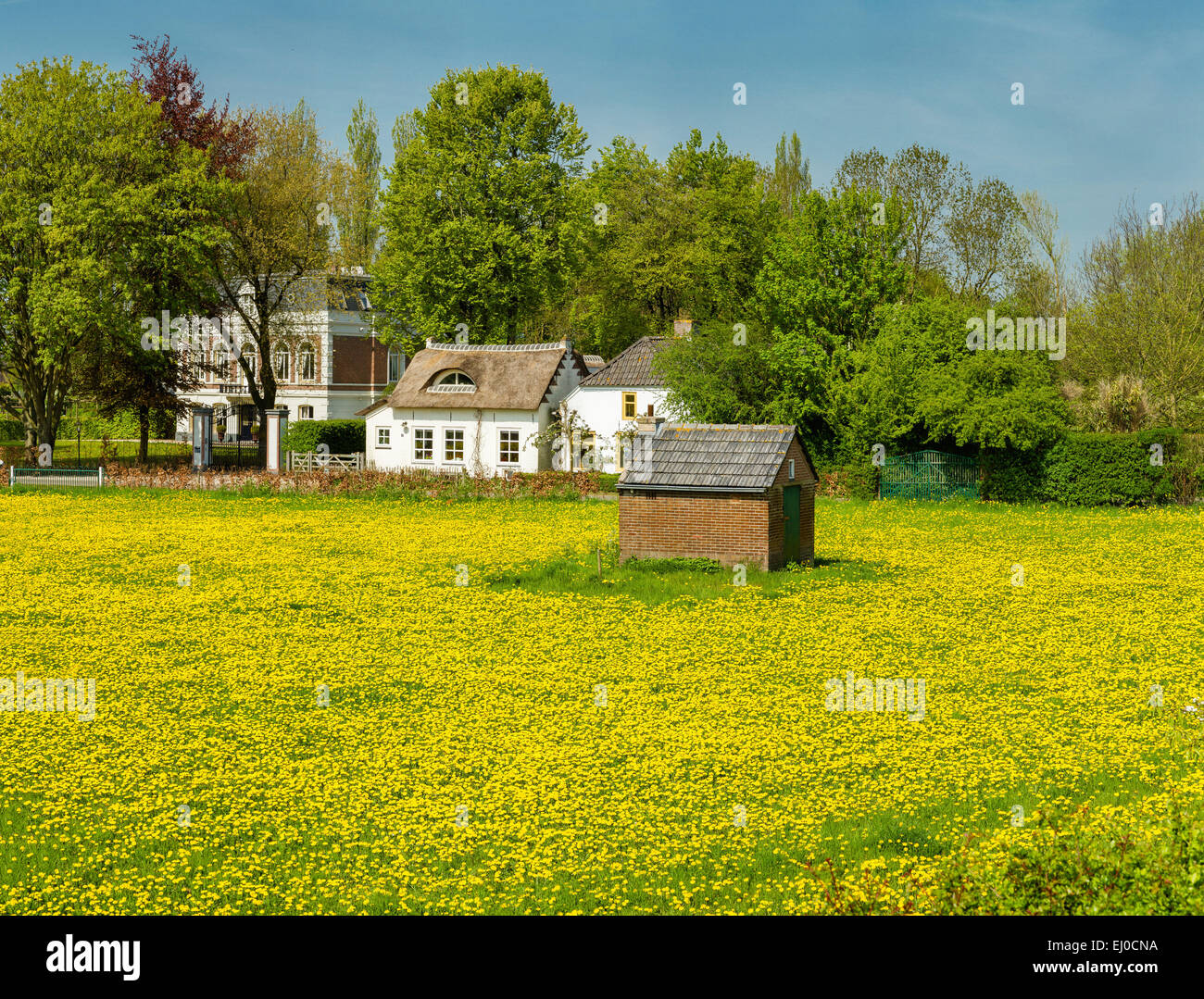 Rumpt, Netherlands, Holland, Europe, landscape, field, meadow, flowers ...