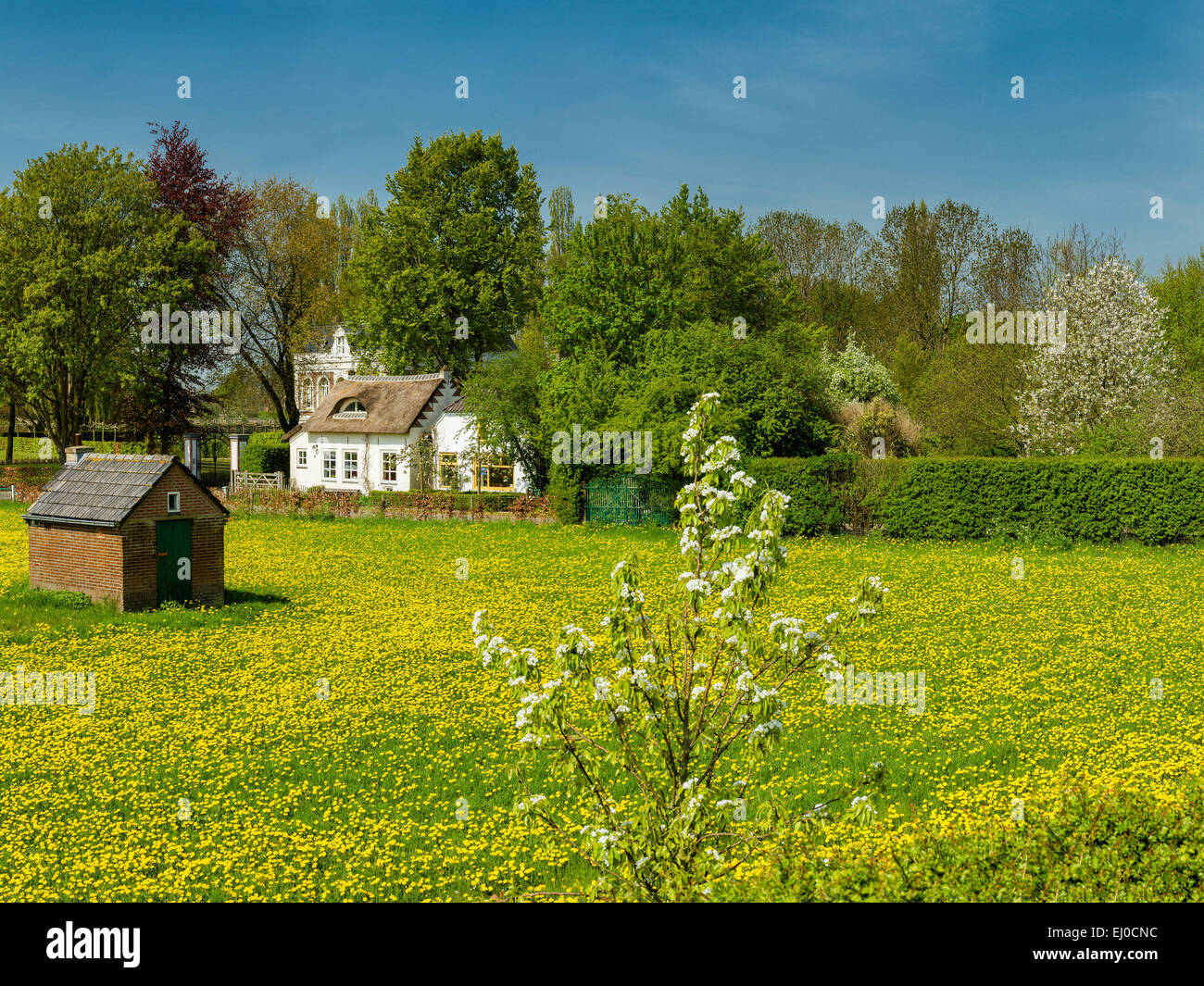 Rumpt, Netherlands, Holland, Europe, landscape, field, meadow, flowers ...