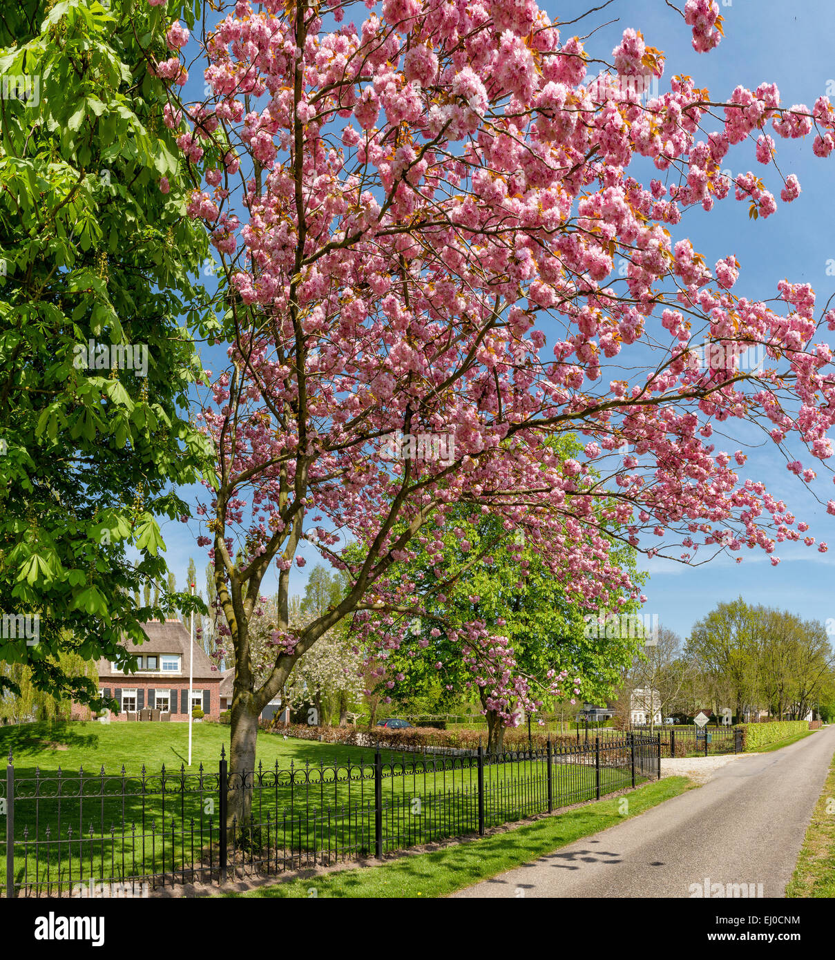 Rumpt, Netherlands, Holland, Europe, farm, flowers, trees, spring ...