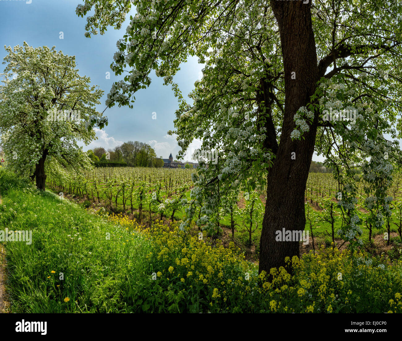 Tricht, Netherlands, Holland, Europe, landscape, flowers, trees, spring ...
