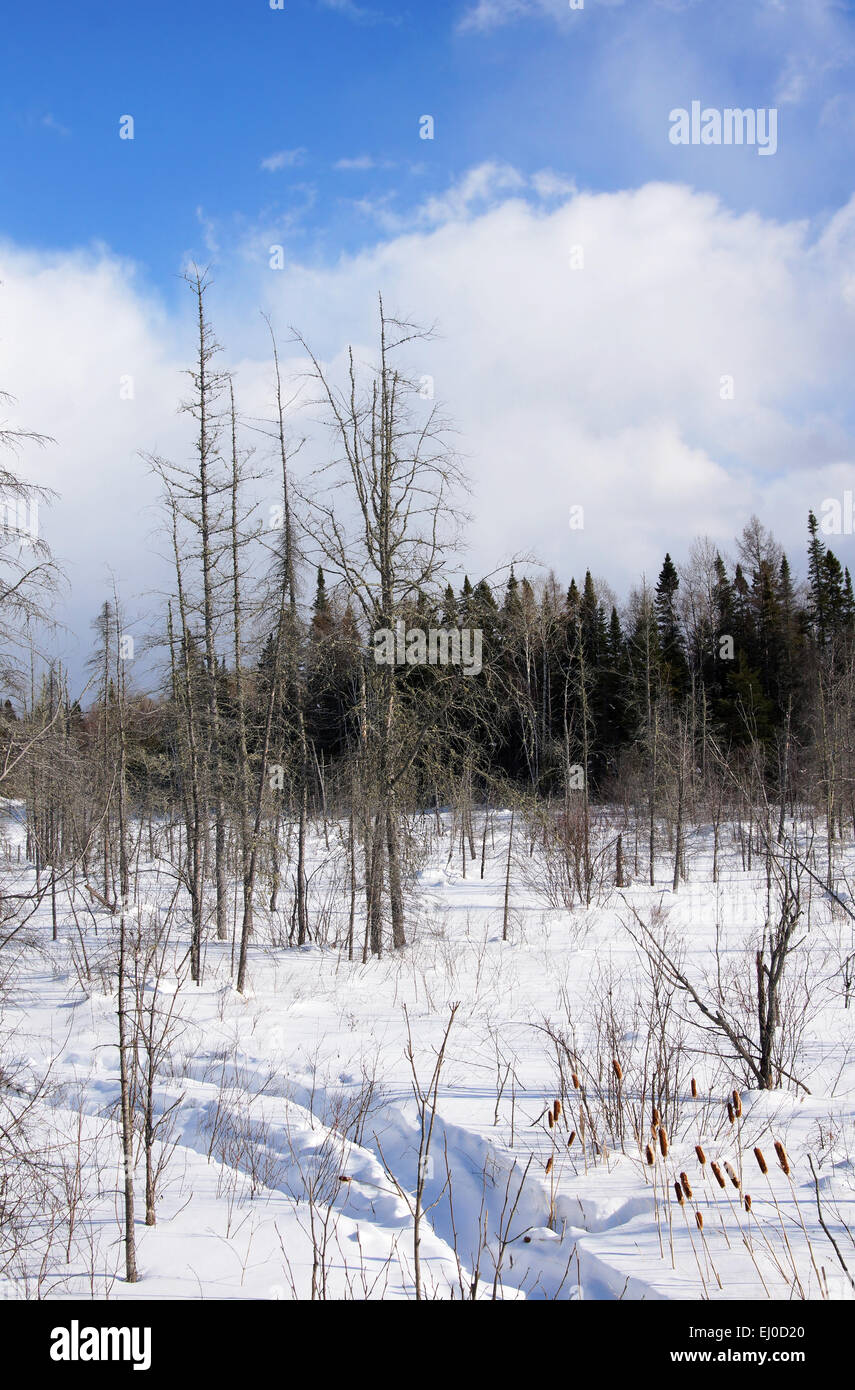 Frozen bog with deep snow dead trees and blue sky Stock Photo - Alamy