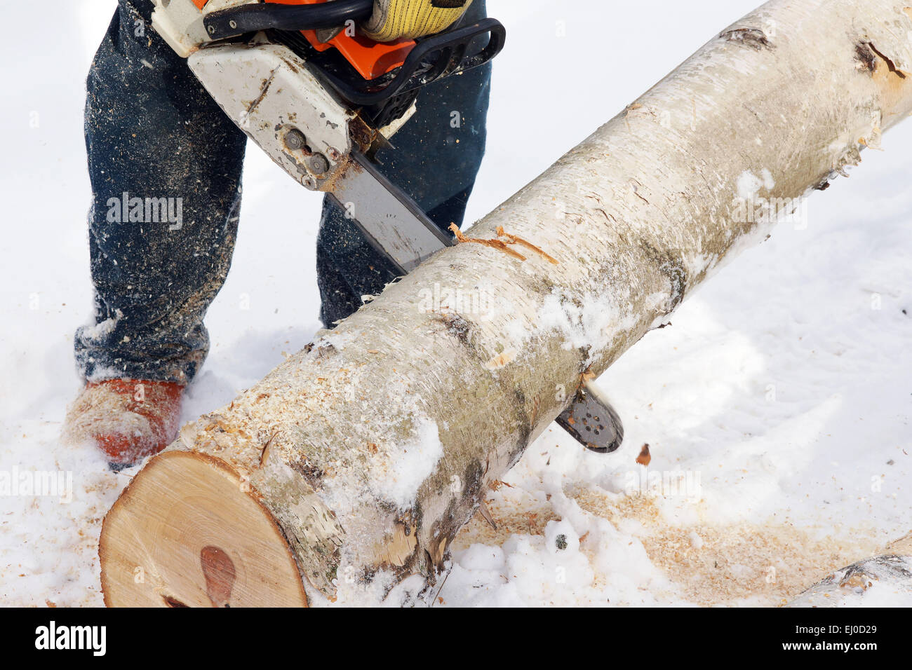 Logger cutting wood with chainsaw to make firewood Stock Photo - Alamy