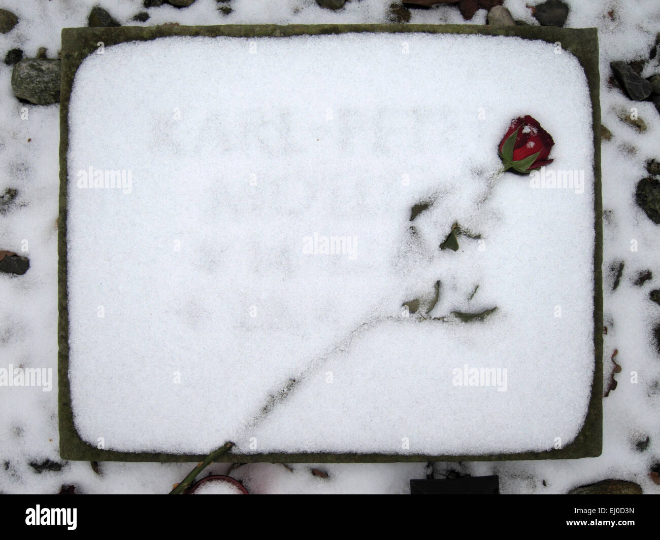 White rose germany hi-res stock photography and images - Alamy