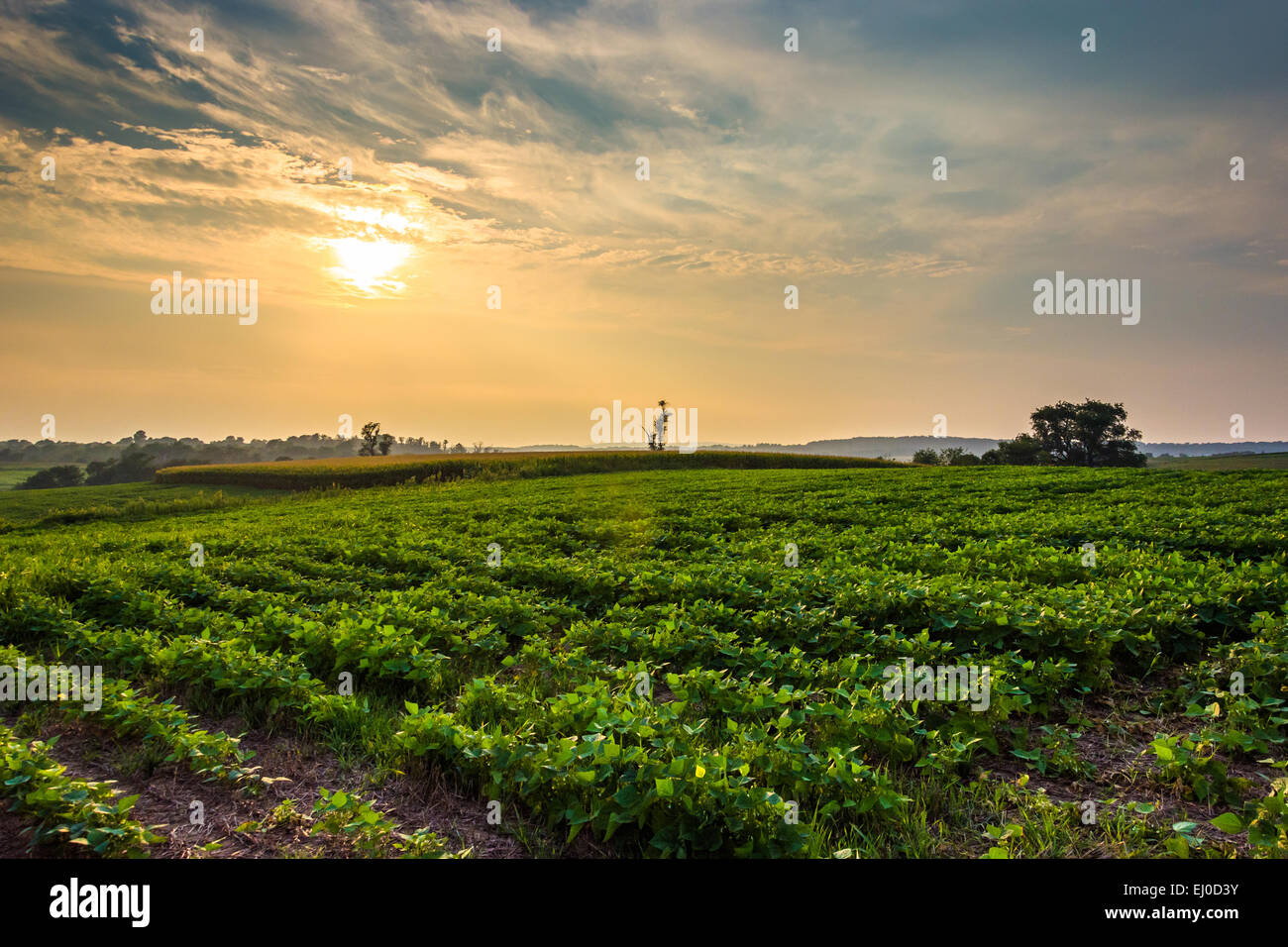 Sun and rural agriculture hi-res stock photography and images - Alamy