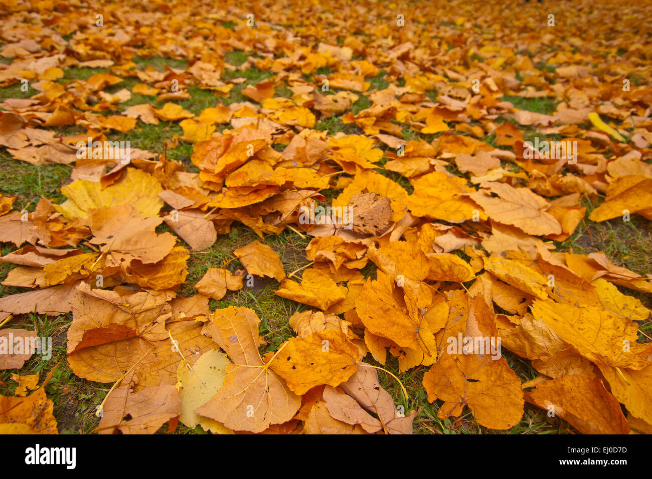 Nature, Europe, Germany, scenery, autumn, season, tree, trees, leaf ...