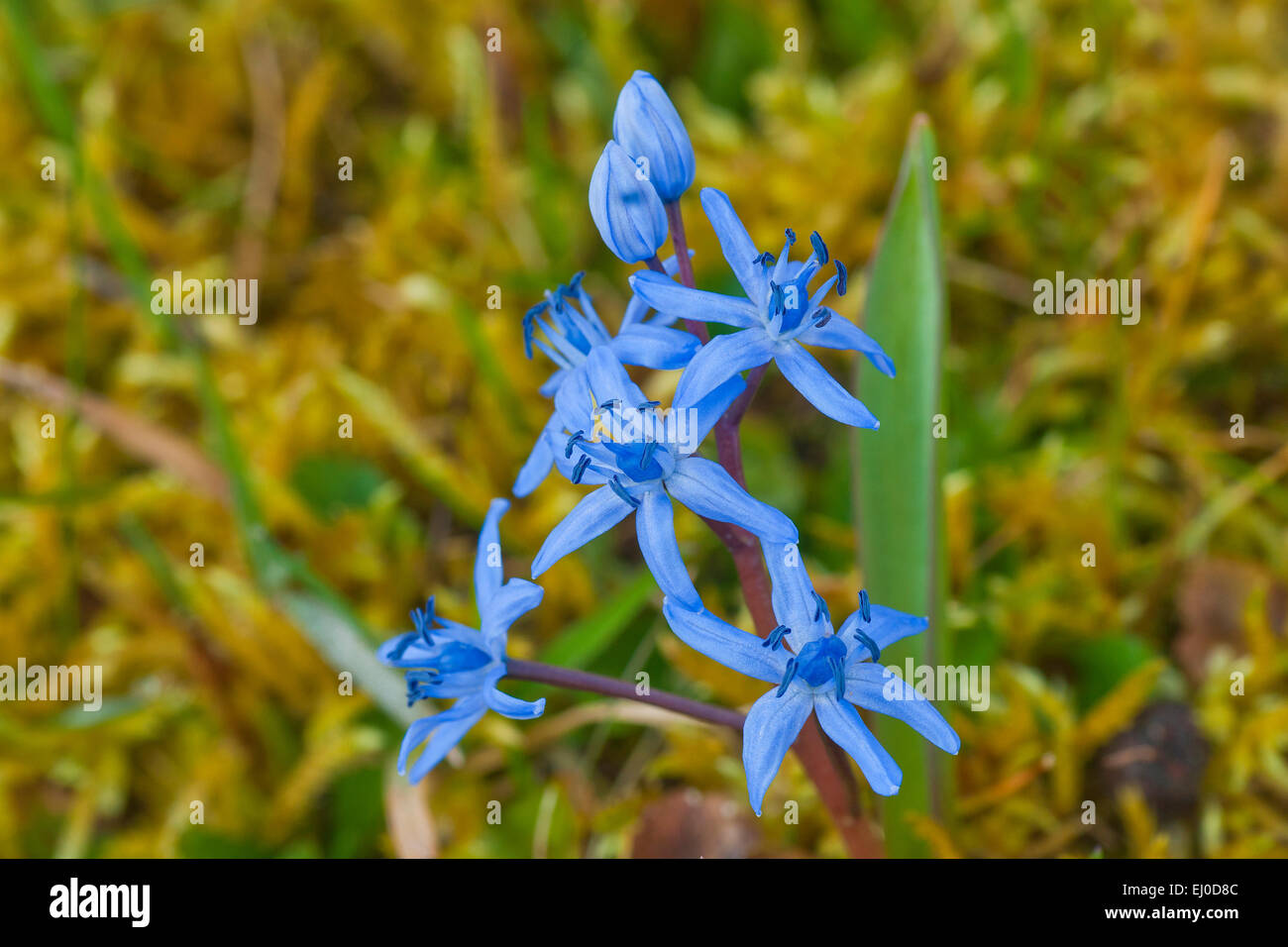 Blue star blossom hi-res stock photography and images - Alamy