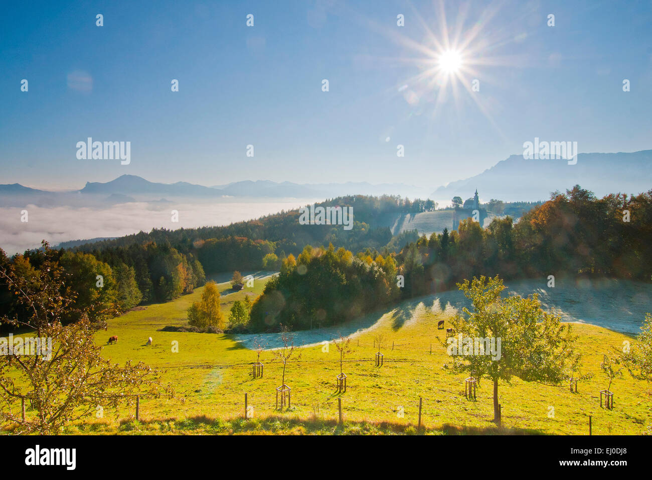 Europe, Germany, Bavaria, Upper Bavaria, Piding, Berchtesgaden country ...