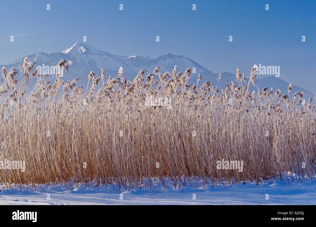 Europe, Germany, Bavaria, Upper Bavaria, Chiemgau, sun, mood, blue sky ...