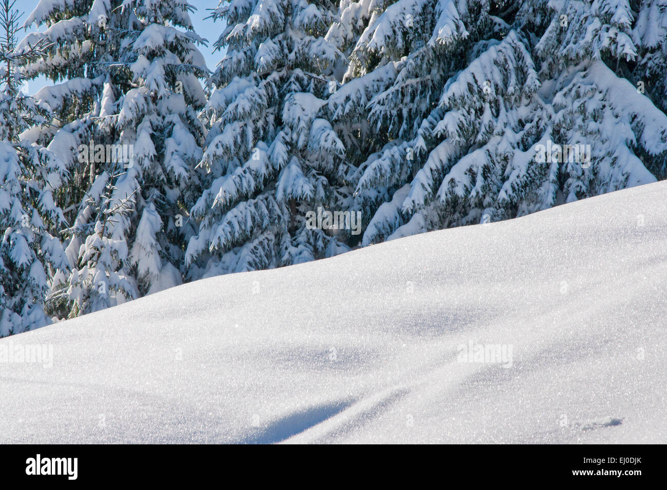 Europe, Germany, Bavaria, tree, snow, cold, scenery, trees Stock Photo ...