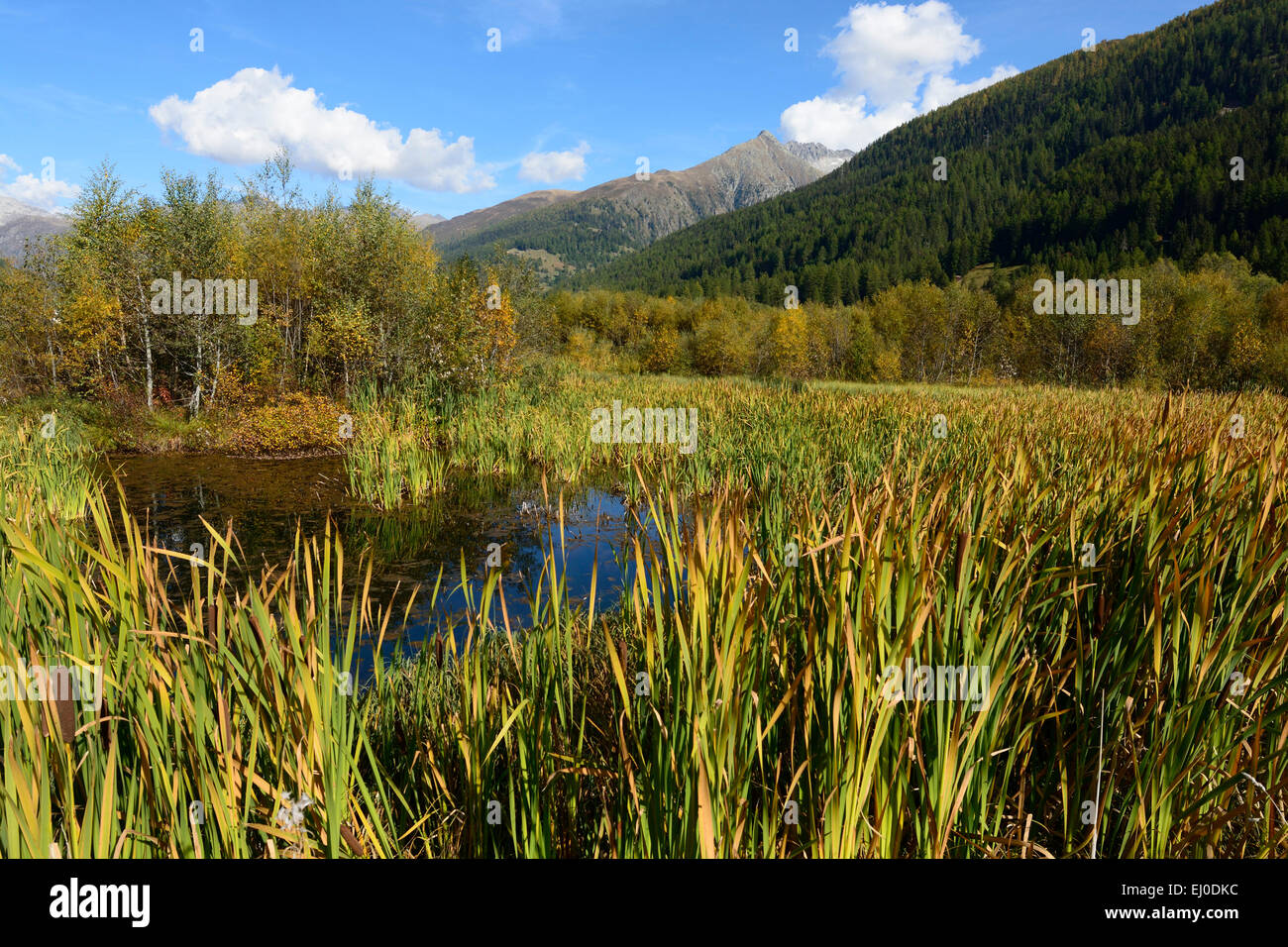 Biotop, pond, Common Bulrush, Bulrush, Typha latifolia, Typhaceae ...