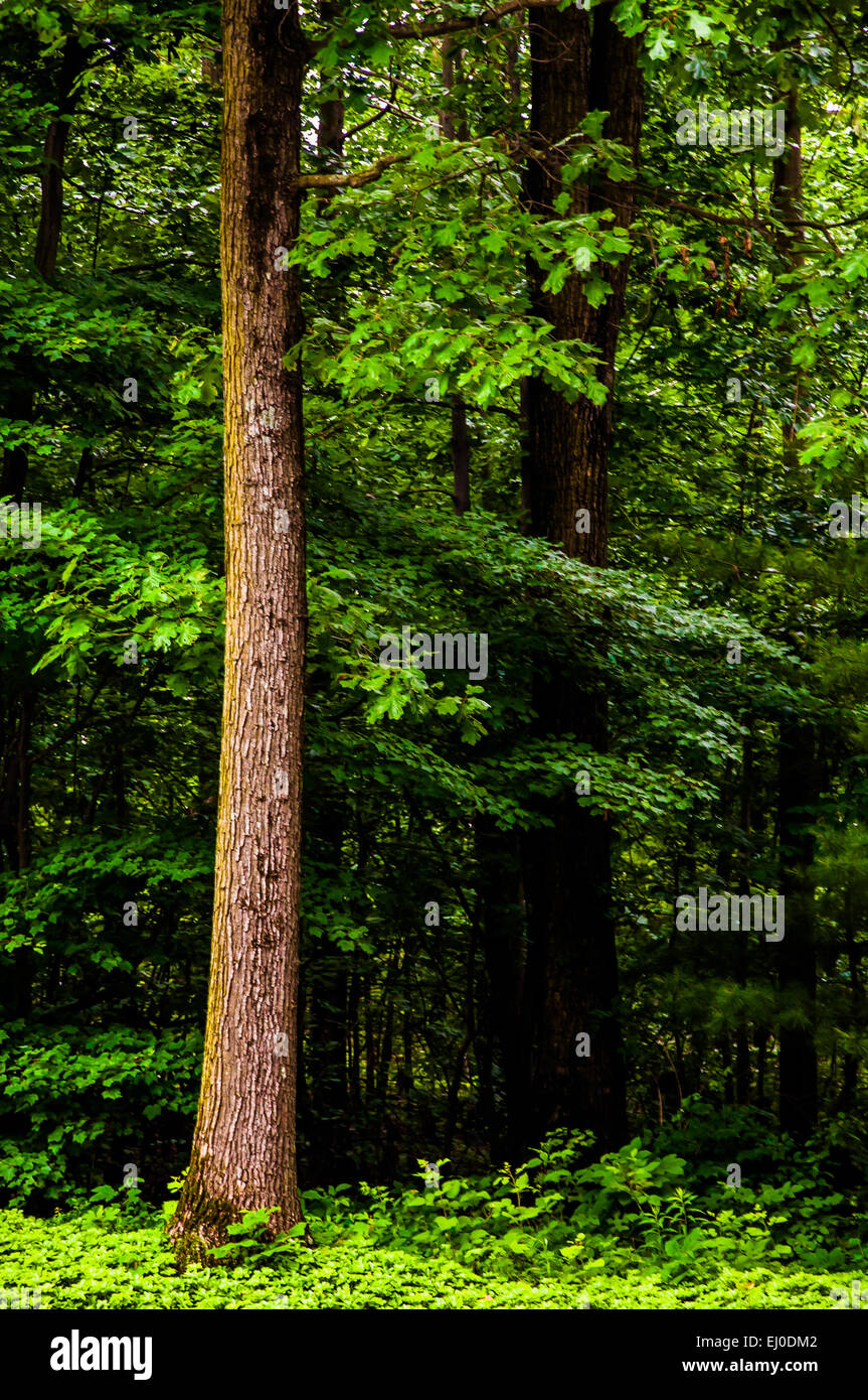 Tall trees in a dense, lush forest Stock Photo - Alamy