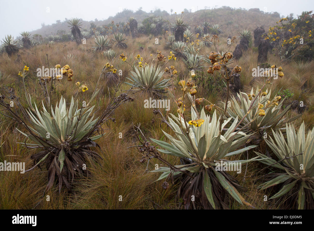 South America, Latin America, Colombia, flower, flowers, nature, plants ...