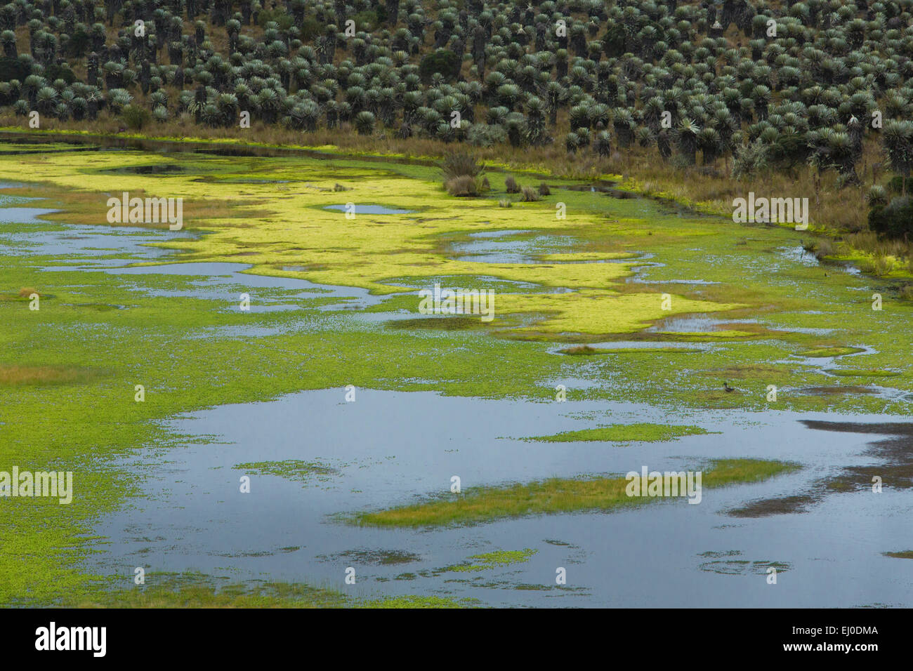 South America, Latin America, Colombia, nature, Sumapaz, national park ...