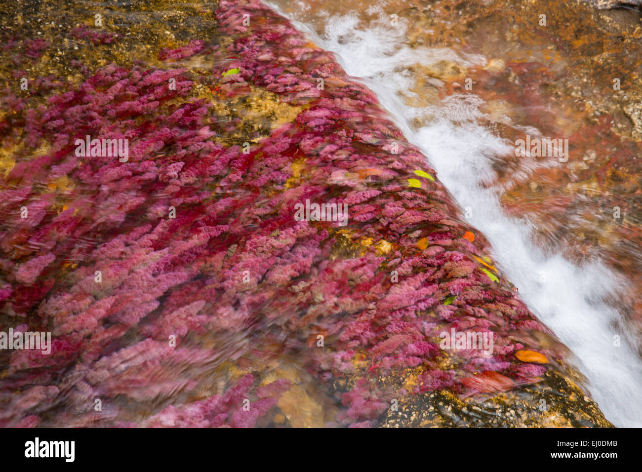 River, Flow, brook, body of water, nature, water, South America, Latin ...