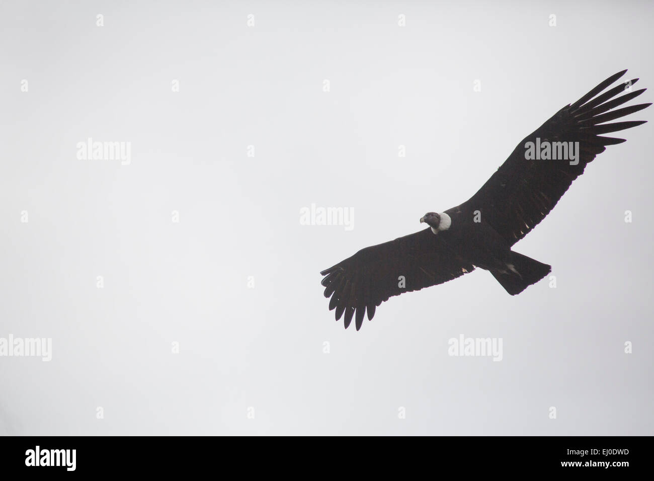 South America, Latin America, Colombia, bird, Condor, Purace, national ...