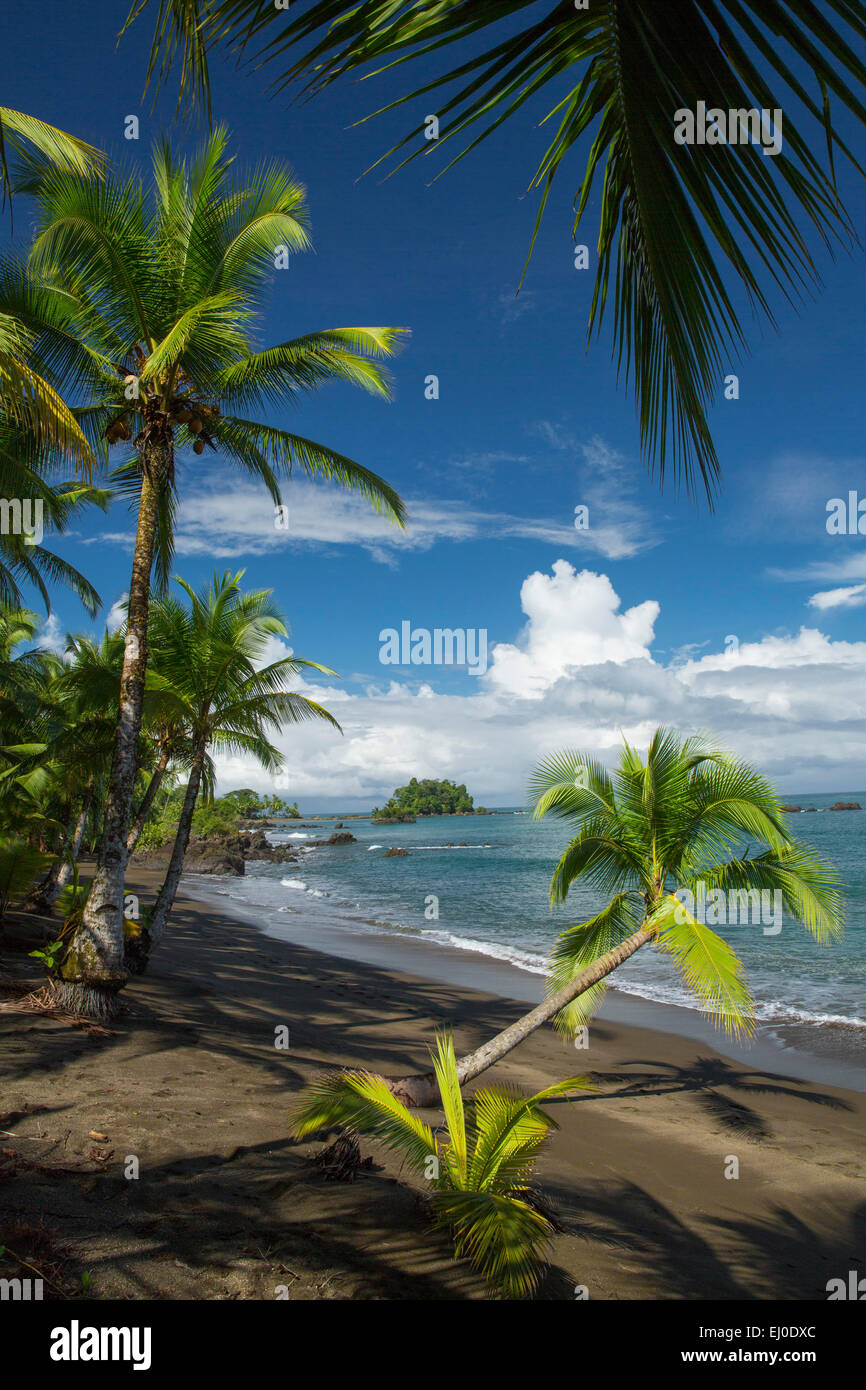 South America, Latin America, Colombia, sea, nature, palms, beach ...