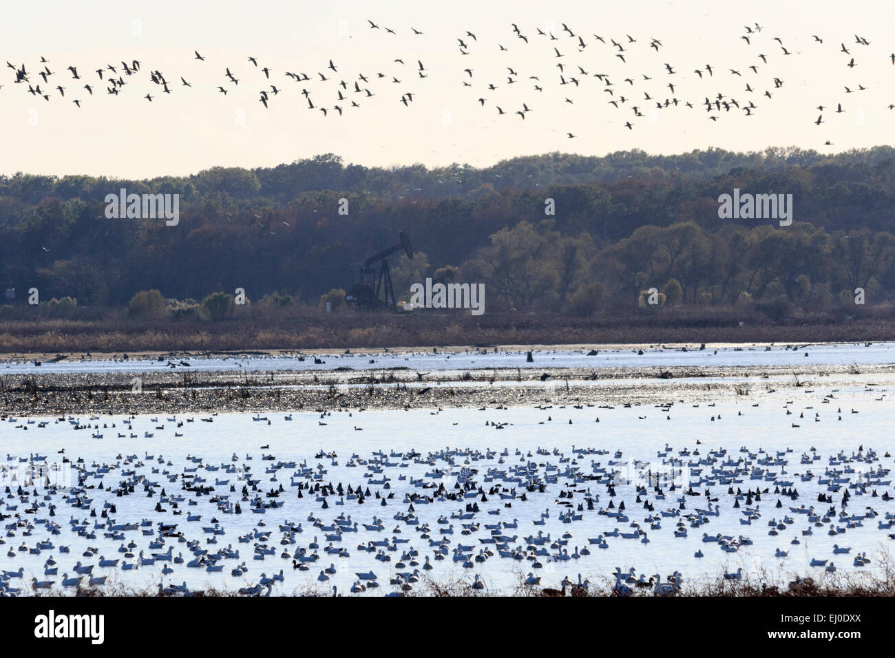 Chen caerulescens, Hagerman, National, Wildlife, Refuge, Lake Texoma, migration, Snow Goose ...